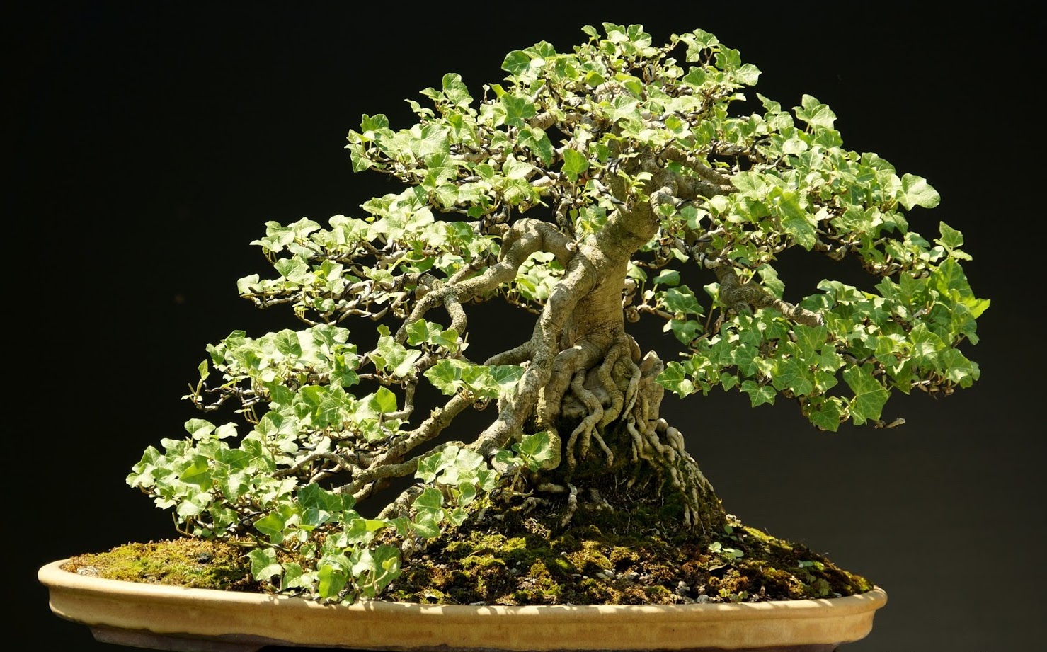 Hedera Helix Indoor Plant
